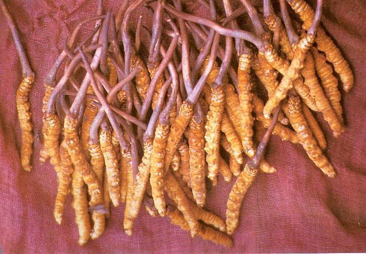 ネパール登山料 大幅値下げ！: JA9LSZ Blog