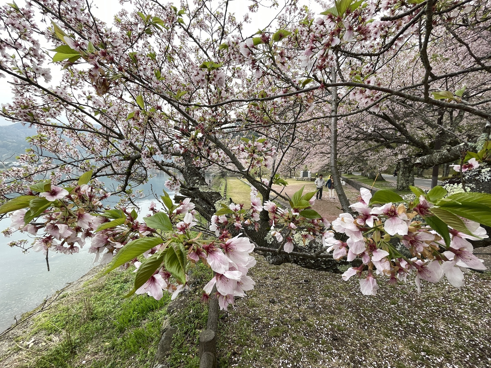 春のビワイチ145Km・・・暑かった。: JA9LSZ Blog