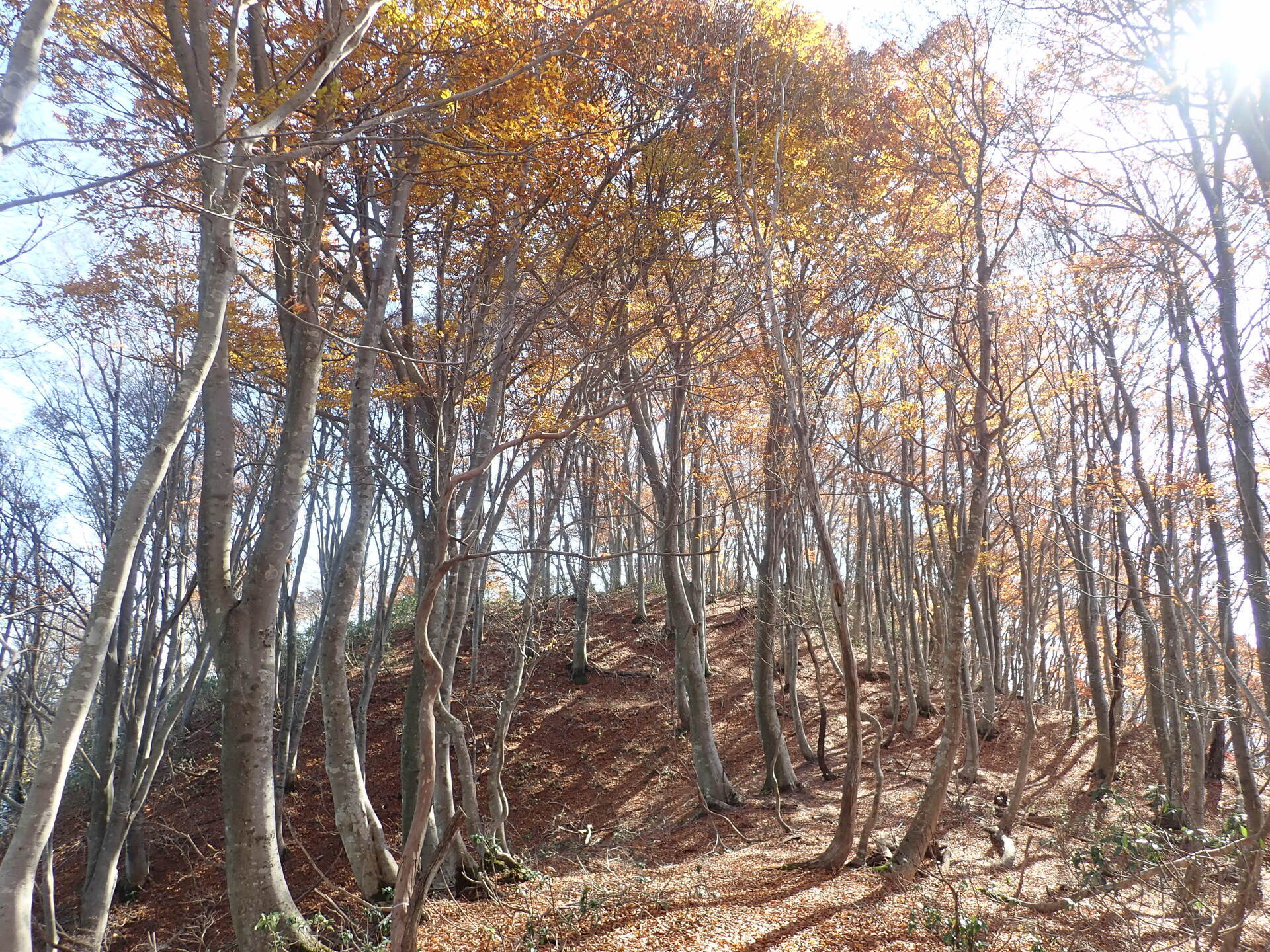 素晴らしい紅葉！南越前町ホノケ山（737m）: JA9LSZ Blog